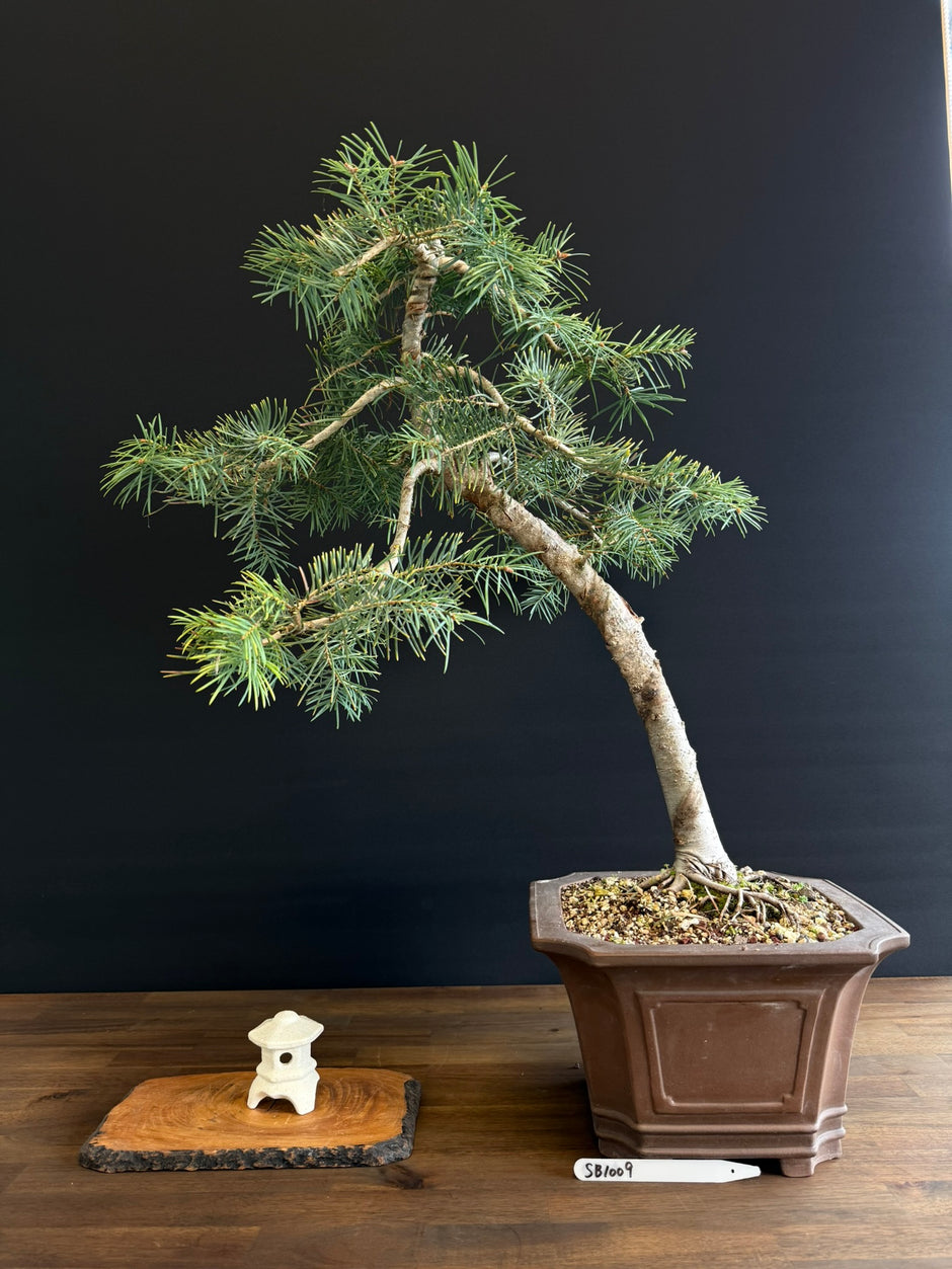 Products – Page 6 – Shiro Bonsai