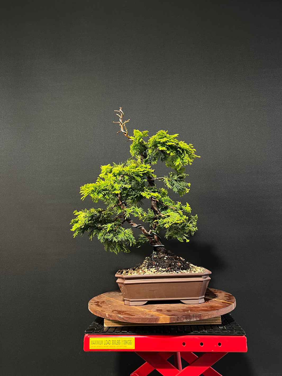 Shiro Bonsai NZ - High Quality Traditional Bonsai